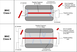 MHC Molecules (Major Histocompatibility Complex) - Definition ...