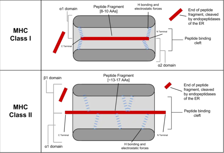 MHC Molecules (Major Histocompatibility Complex) - Definition ...