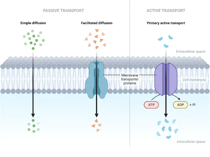 Ap Biology Review Passive And Active Transport