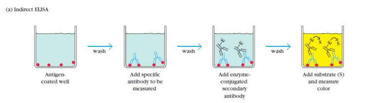 ELISA test - Definition, Principle, Procedure, Types, Steps, Uses ...