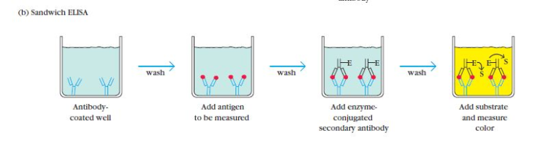 ELISA test - Definition, Principle, Procedure, Types, Steps, Uses ...