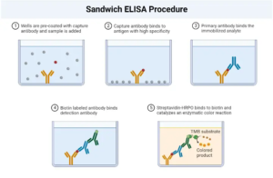ELISA test - Definition, Principle, Procedure, Types, Steps, Uses ...