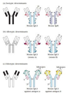 Antibody - Structure, Types, Functions and Properties - Biology Notes ...