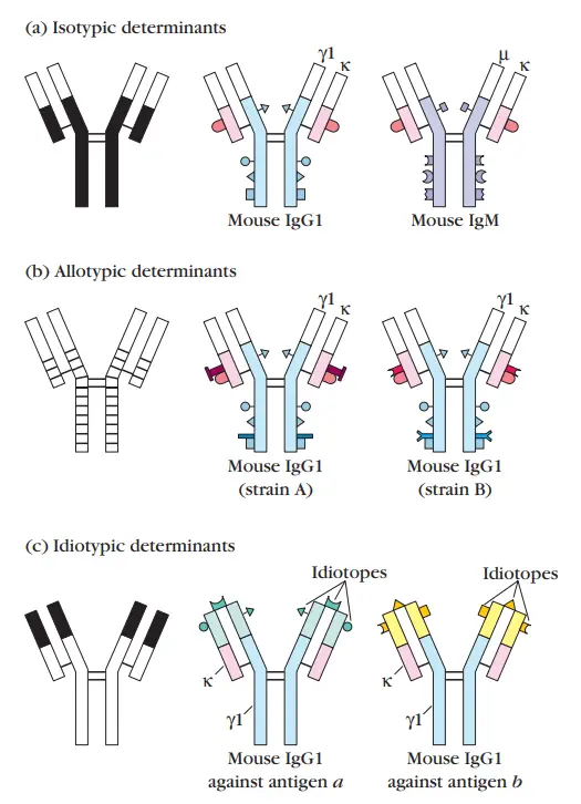 Antibody Definition Structure Function Types Difference Between