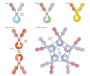 Antibody - Structure, Types, Functions and Properties - Biology Notes ...