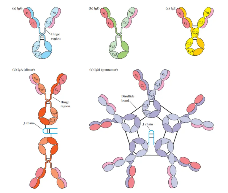 Antibody - Structure, Types, Functions and Properties - Biology Notes ...