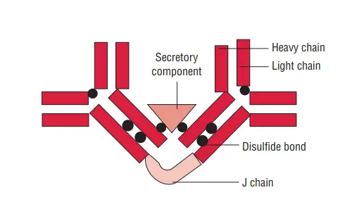 Antibody Structure Functions And Classification