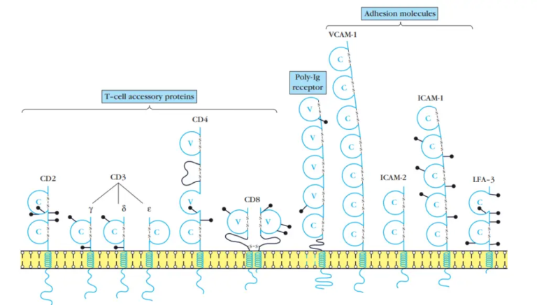 Antibody - Structure, Types, Functions and Properties - Biology Notes ...