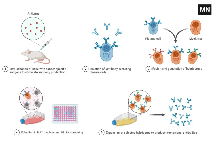 Monoclonal Antibodies - Definition, Types, Production, Side Effect ...