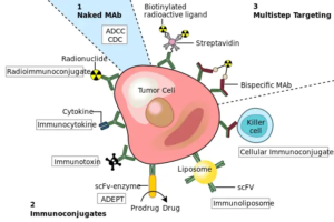 Monoclonal Antibodies - Definition, Types, Production, Side Effect ...