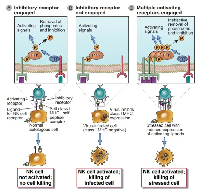 Natural killer (NK) cells - Definition, Structure, Function, Mechanism ... Natural killer (NK) cells - Definition, Structure, Function, Mechanism ...