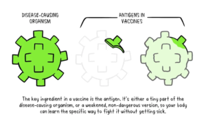 Vaccines - Definition, Development, Mechanism, Types, Examples, Side ...