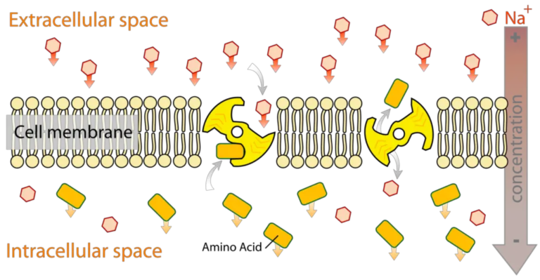 Active Transport - Definition, Types, Process, Functions, Examples ...