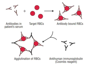 Agglutination Reaction - Definition, Types, Mechanism, Applications ...