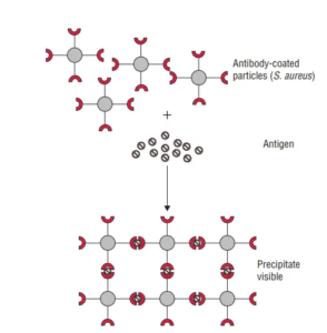 Agglutination Reaction - Definition, Types, Mechanism, Applications ...
