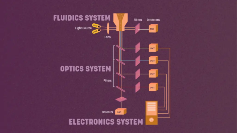 Flow Cytometry - Types, Purpose, Reagents, Examples, Application ...