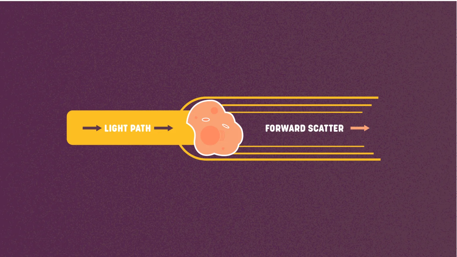 Flow Cytometry - Types, Purpose, Reagents, Examples, Application ...