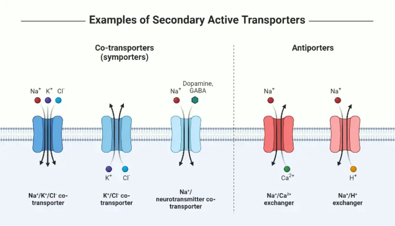 Active Transport - Definition, Types, Process, Functions, Examples ...