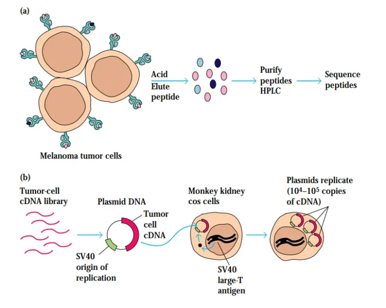 Tumor Antigen - Biology Notes Online