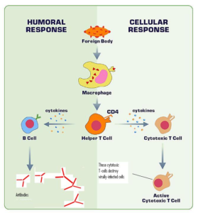 Humoral Immunity - Definition, Mechanism - Biology Notes Online