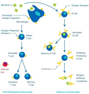 Humoral Immunity - Definition, Mechanism - Biology Notes Online