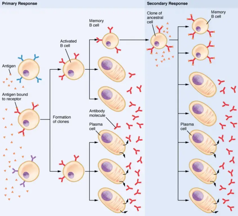 Primary and Secondary Immune Response - Biology Notes Online