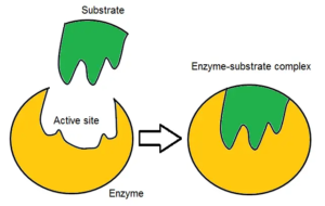 Active Site For Enzymes - Definition, Features, Mechanism, Example ...