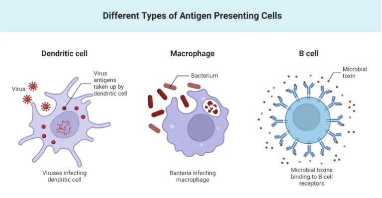 Body Lines of Defense - Types, Examples - Biology Notes Online