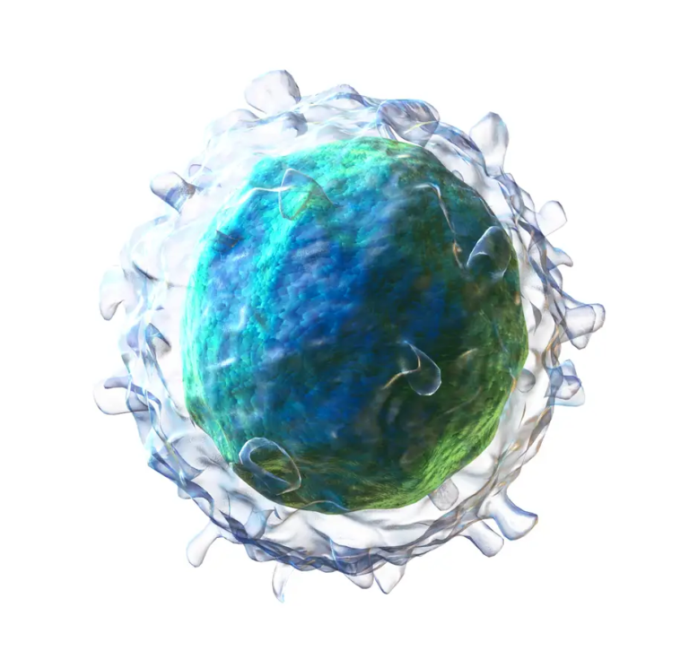 B cell or B lymphocytes - Definition, Function, Types - Biology Notes ...