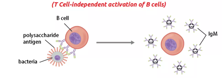 B cell or B lymphocytes - Definition, Function, Types - Biology Notes ...