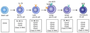 B cell or B lymphocytes - Definition, Function, Types - Biology Notes ...