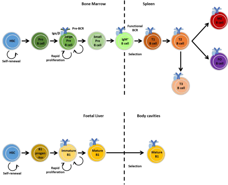 B cell or B lymphocytes - Definition, Function, Types - Biology Notes ...
