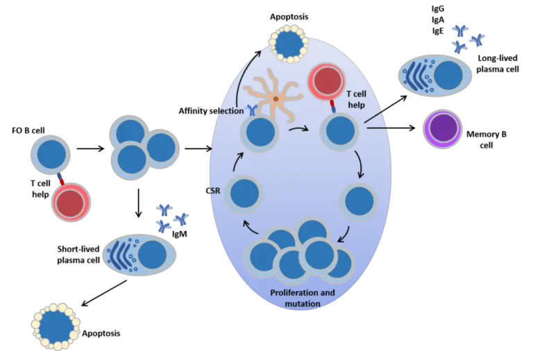 B cell or B lymphocytes - Definition, Function, Types - Biology Notes ...