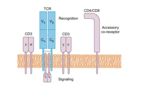 T cell (T Lymphocyte) - Definition, Structure, Types, Development ...