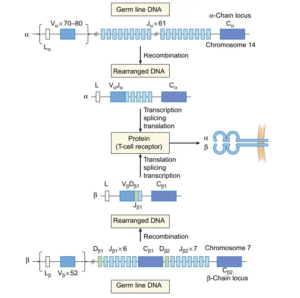 T cell (T Lymphocyte) - Definition, Structure, Types, Development ...