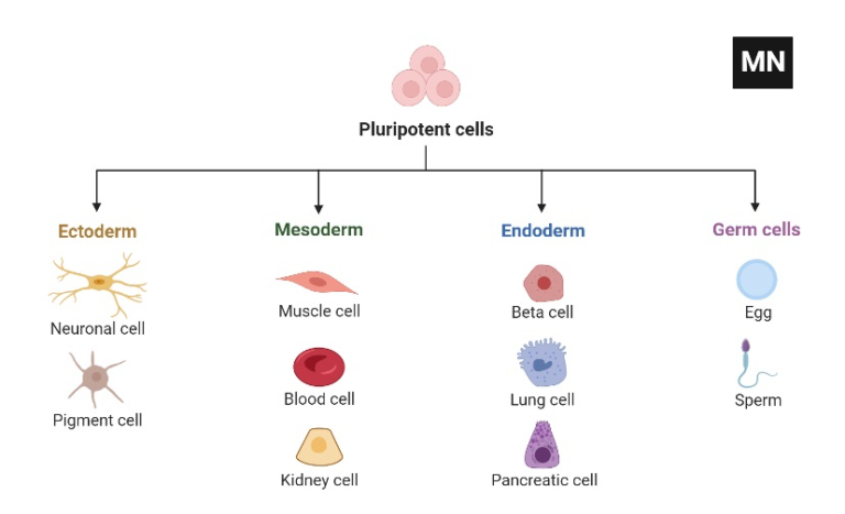 Stem Cell - Definition, Types, Application, Advantages - Biology Notes ...
