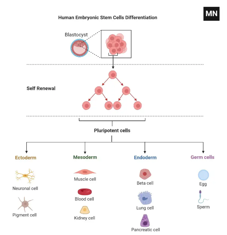 Stem Cell - Definition, Types, Application, Advantages - Biology Notes ...