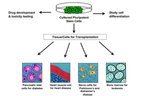 Stem Cell - Definition, Types, Application, Advantages - Biology Notes ...