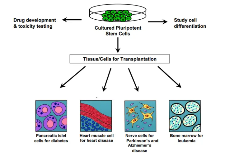 Stem Cell - Definition, Types, Application, Advantages - Biology Notes ...