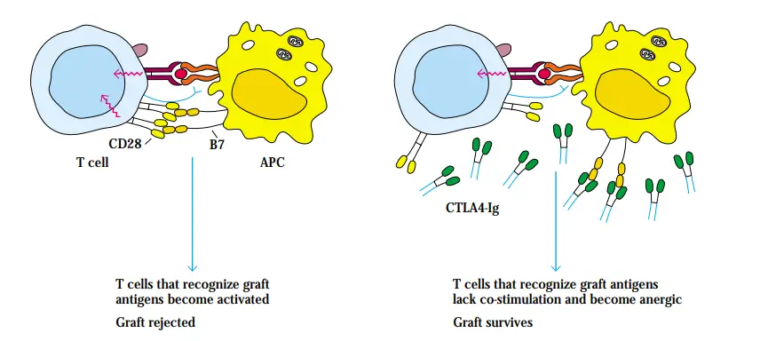 Transplantation - Definition, Types, Examples - Biology Notes Online