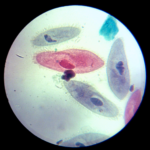 Paramecium Under Microscope - Biology Notes Online