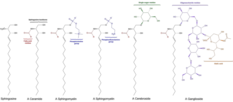 Sphingolipid – Definition, Structure, Types, Functions - Biology Notes ...