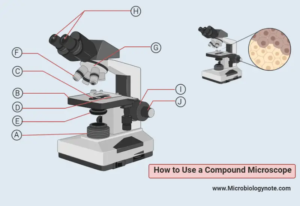 How to Use a Compound Microscope - Biology Notes Online