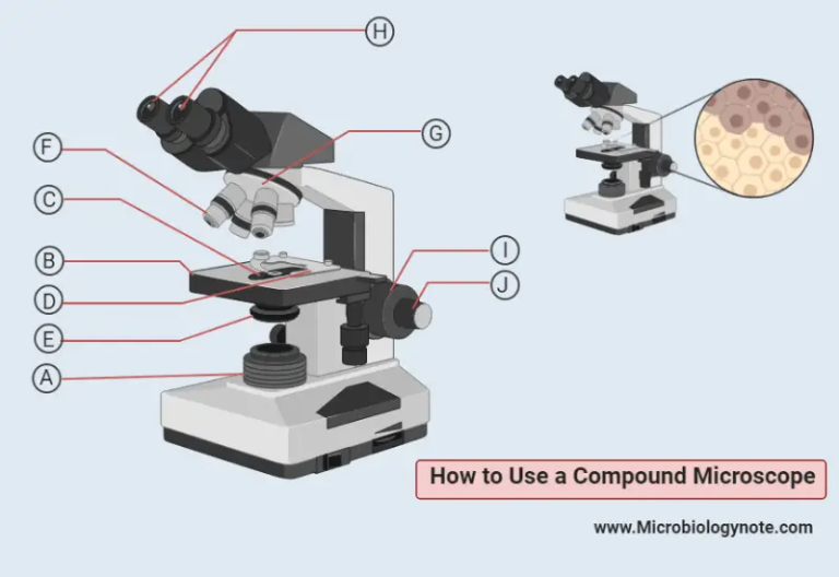 How to Use a Compound Microscope - Biology Notes Online