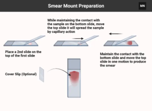 Microscope Slides Preparation Step By Step Guide - Biology Notes Online
