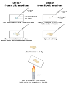 Microscope Slides Preparation Step By Step Guide - Biology Notes Online