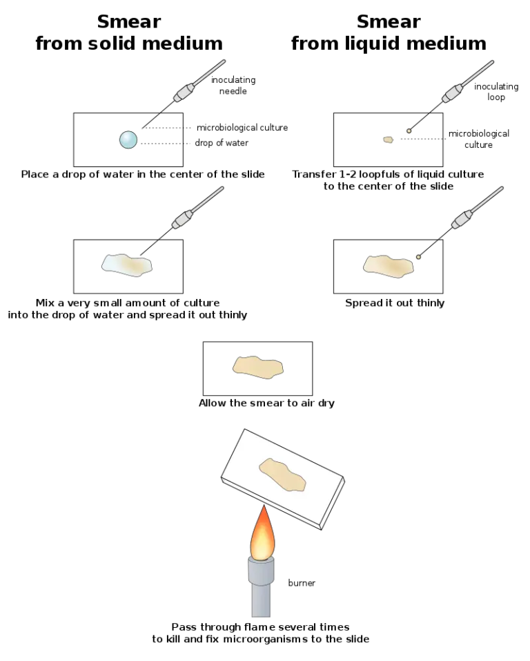 Microscope Slides Preparation Step By Step Guide - Biology Notes Online