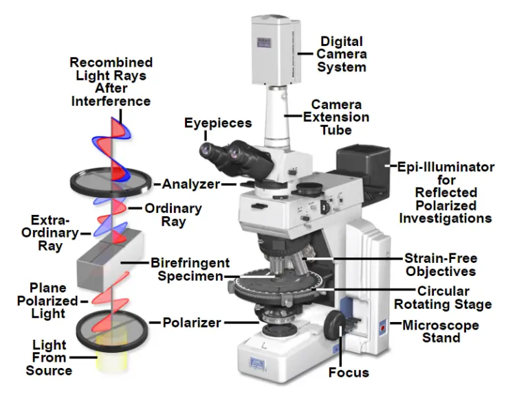 Polarizing Microscopes - Principle, Parts, Uses - Biology Notes Online