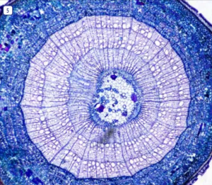 Polarizing Microscopes - Principle, Parts, Uses - Biology Notes Online