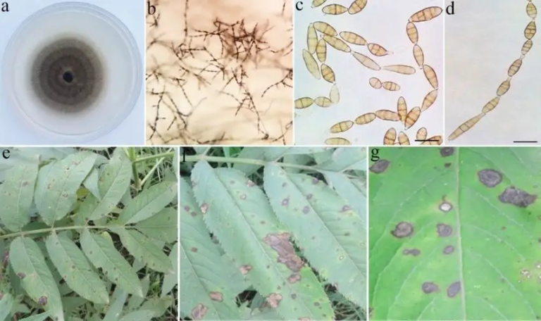 Alternaria alternata - Habitat, Life Cycle, Morphology, Pathogenesis ...